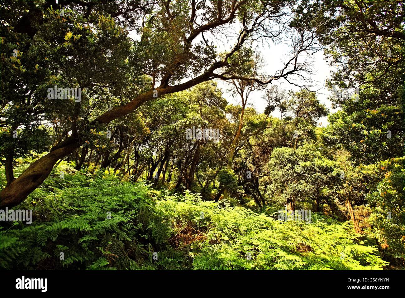 Ferns below cantigi trees (Vaccinium varingiaefolium) atop Mount ...