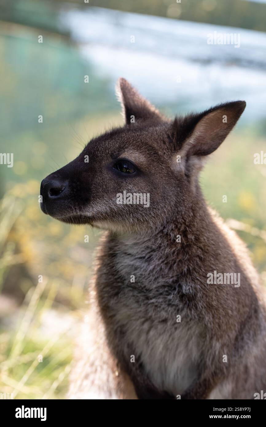 Cute fluffy wallaby in the park. Marsupial mammals. Australia Stock ...