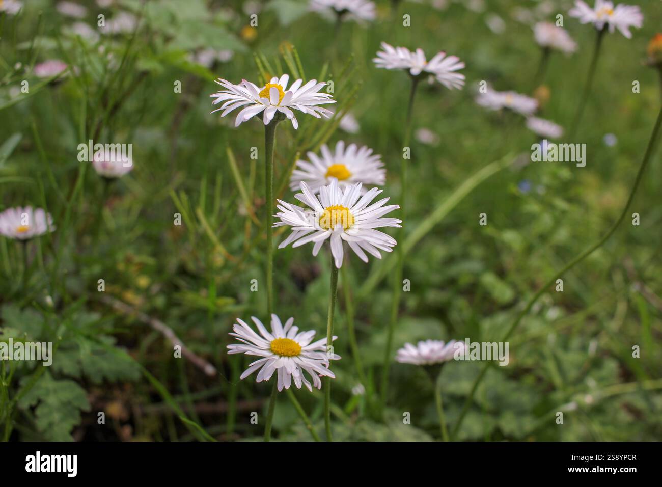 humble flowers in the forest during spring Stock Photo - Alamy