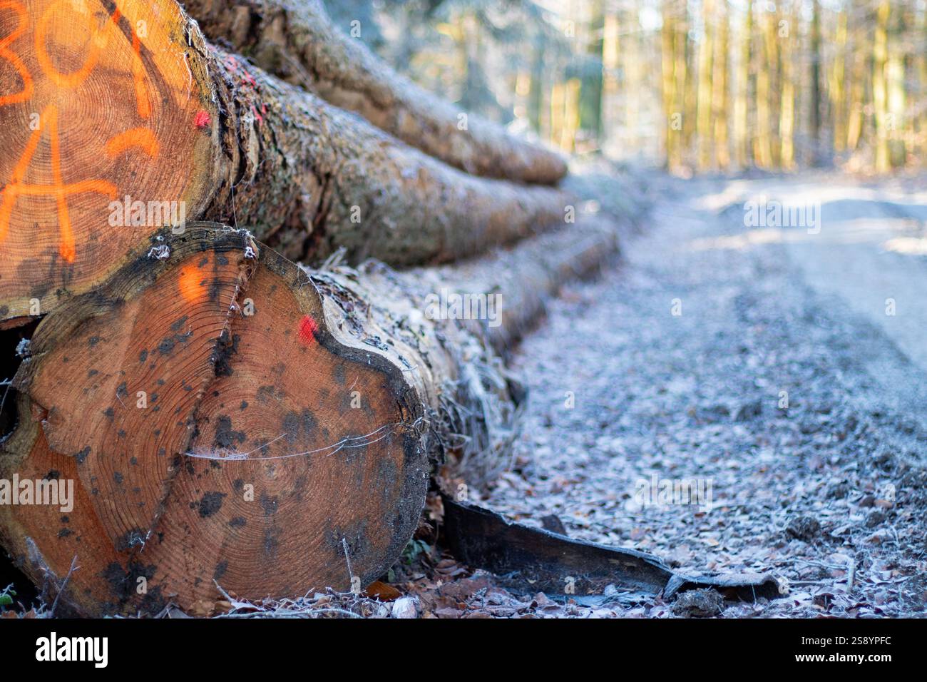 Close up of log trunks pile. Sawn and marked trees on the ground in the ...
