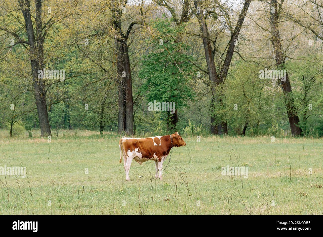 A young bull with brown and white markings standing in a green field ...