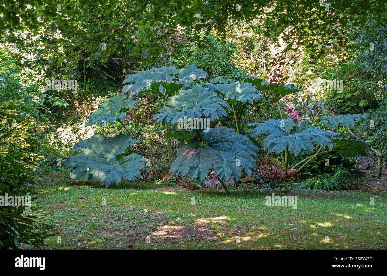 Giant leaves of gunnera manicata dominating a lush garden in Cornwall ...