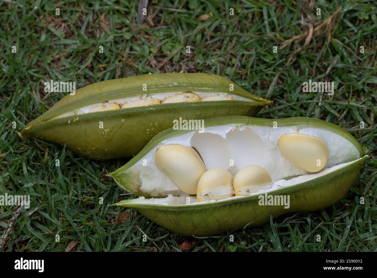 Black bean seed pods hi-res stock photography and images - Alamy