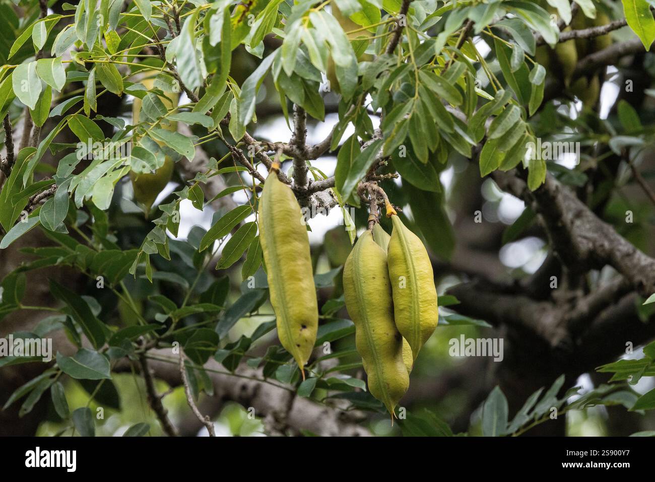 Morton bay chestnut hi-res stock photography and images - Alamy