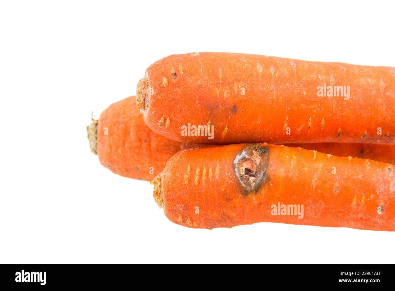 Rotten carrot isolated on white background Stock Photo - Alamy