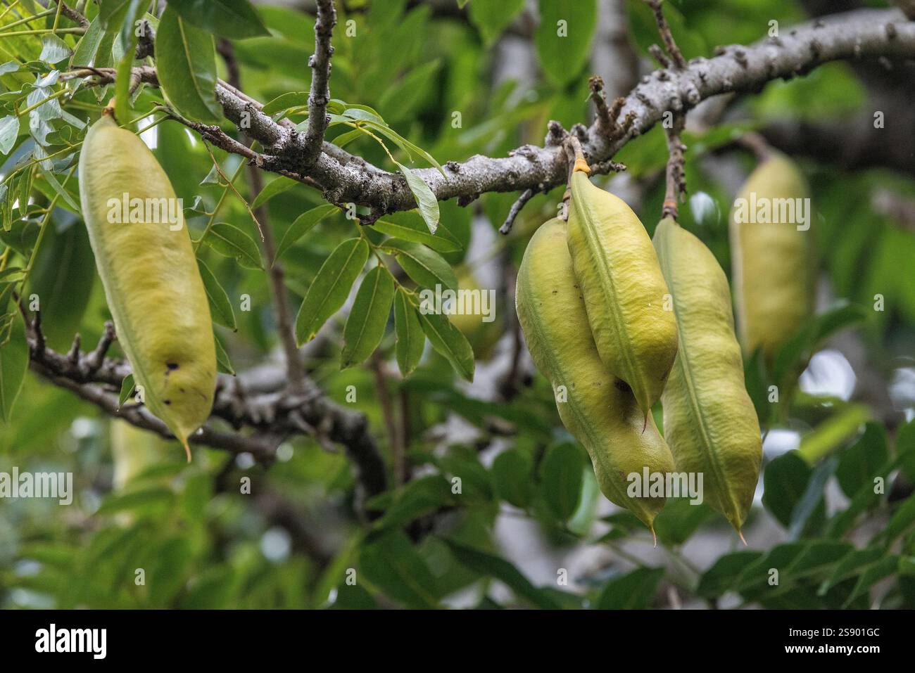Seed pods of the Australian Black bean Tree Stock Photo - Alamy