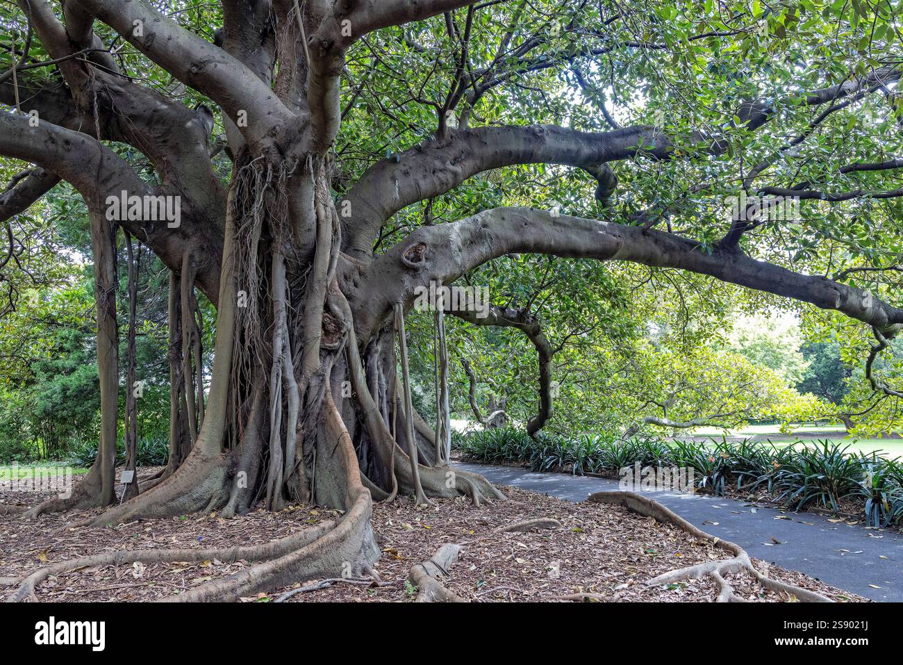 Australian Morton Bay Fig tree in the Sydney Royal Botanic Gardens ...