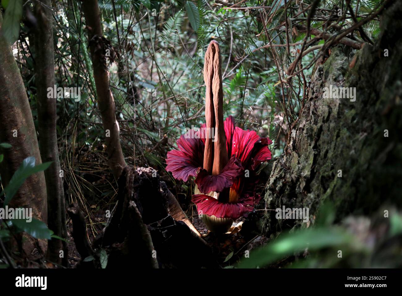 (250124) -- NORTH SUMATRA, Jan. 24, 2025 (Xinhua) -- This photo taken ...