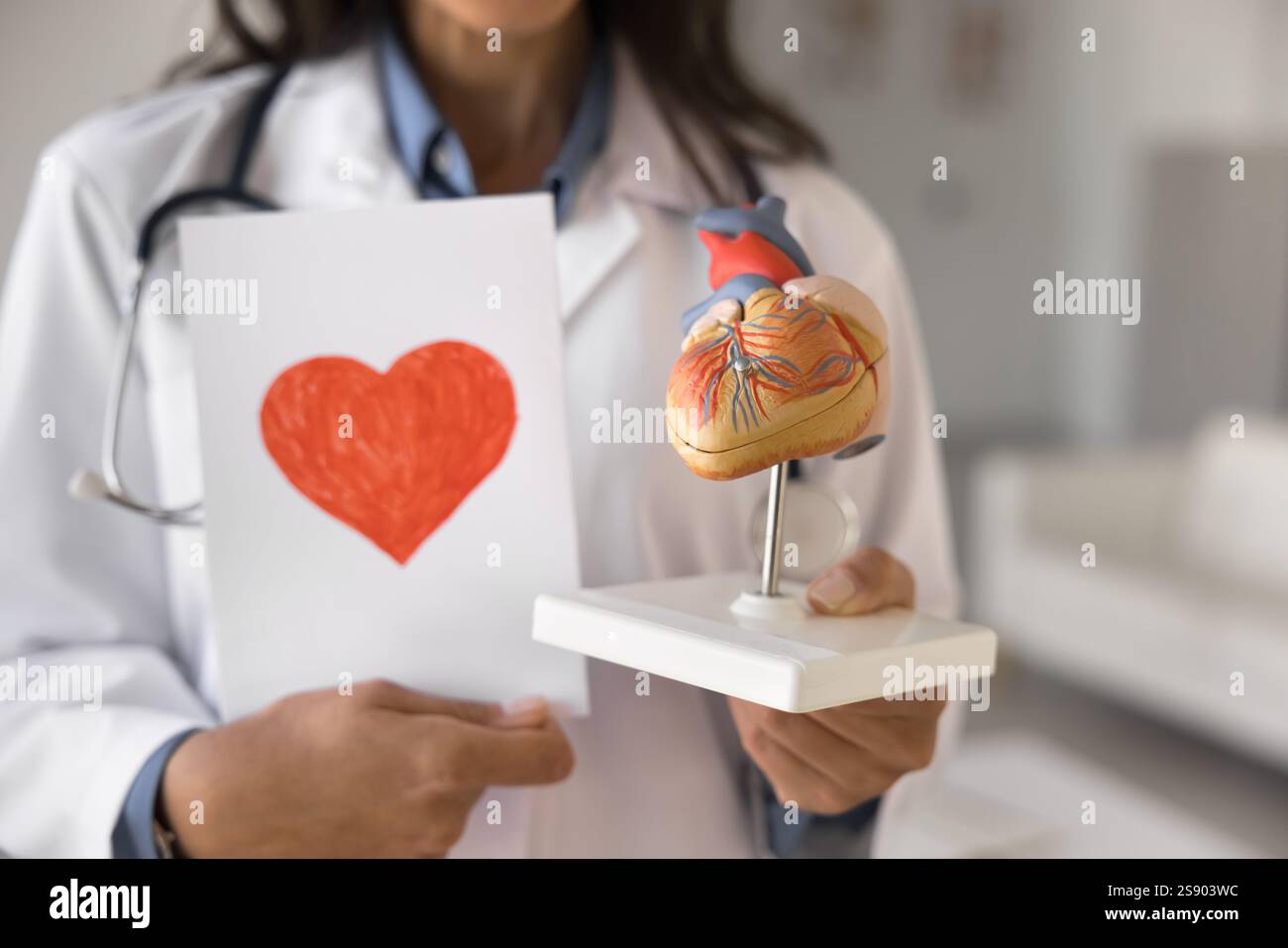 Doctor hold drawing and anatomic model of heart in hands Stock Photo ...