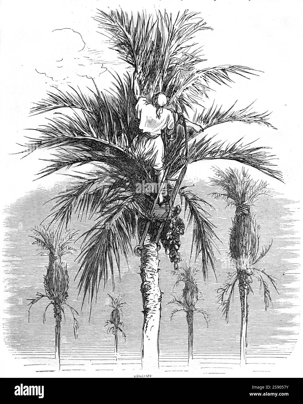Worker or Gardener Pruning Palm Trees in Spain. Vintage or Historic ...