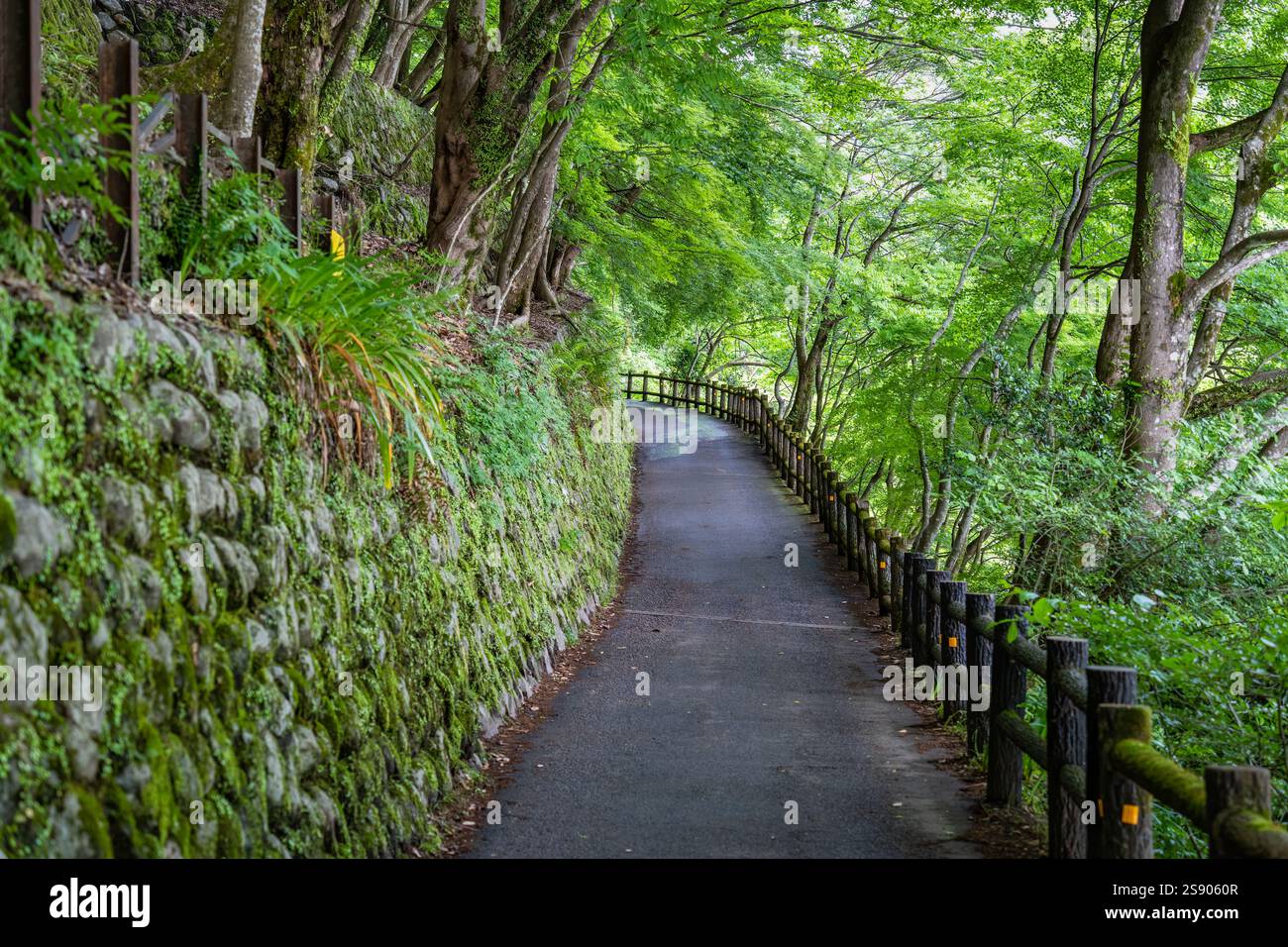 The path through the forest to Daihikaku Senkoji Temple in Arashiyama ...