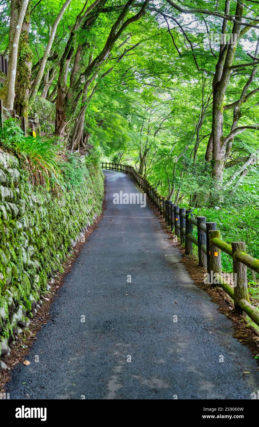The path through the forest to Daihikaku Senkoji Temple in Arashiyama ...