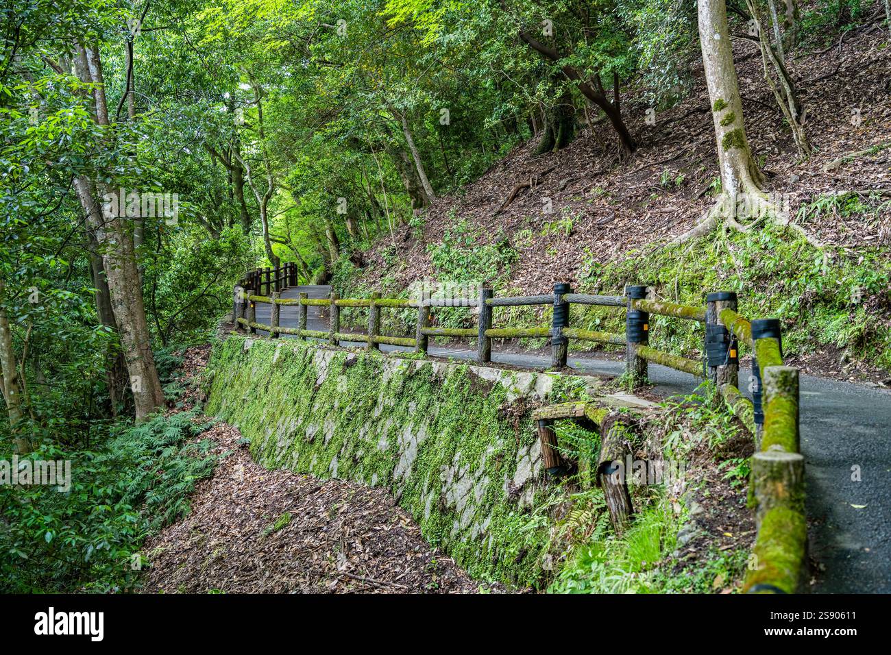 The path through the forest to Daihikaku Senkoji Temple in Arashiyama ...