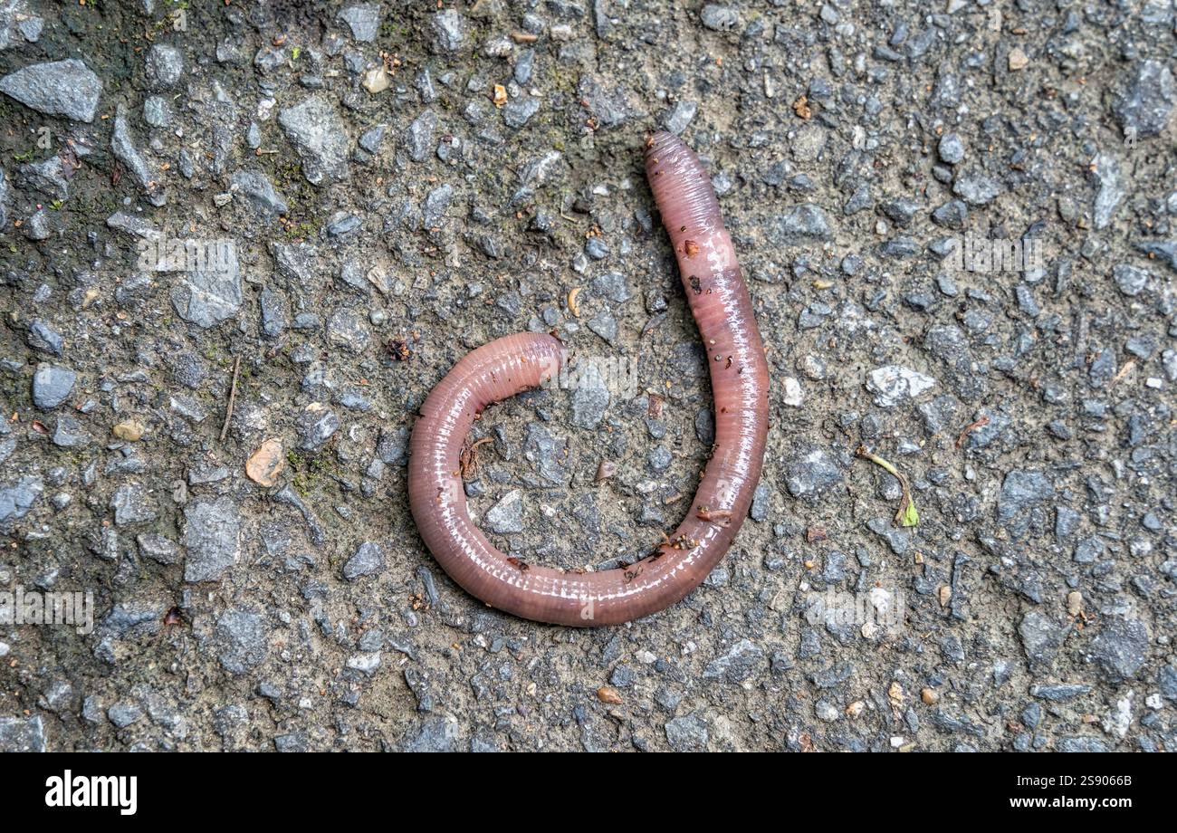 Earthworm on the asphalt after the rain Stock Photo - Alamy