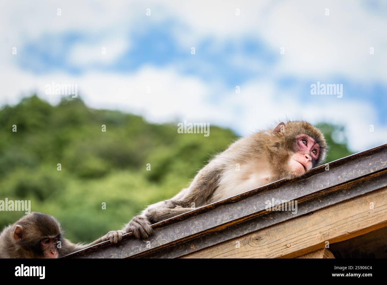 Portrait detail with Japanese macaque or snow monkey in Arashiyama Park ...