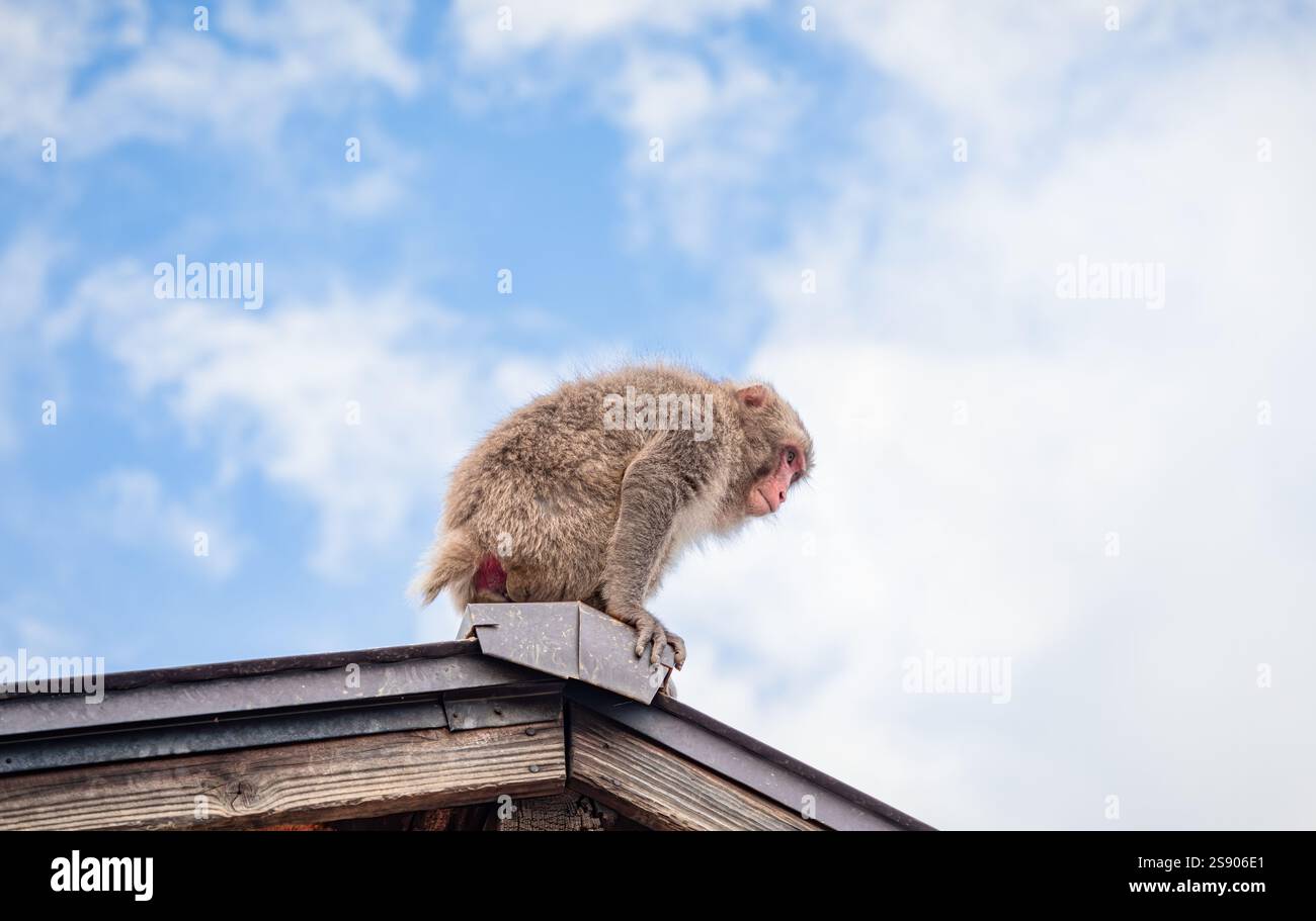 Portrait detail with Japanese macaque or snow monkey in Arashiyama Park ...