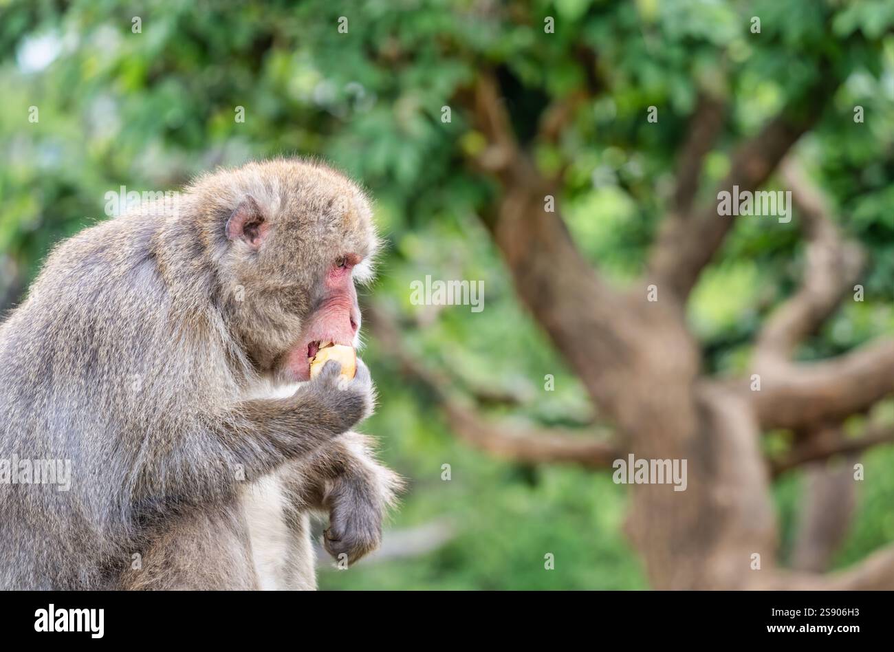 Portrait detail with Japanese macaque or snow monkey eating an apple in ...