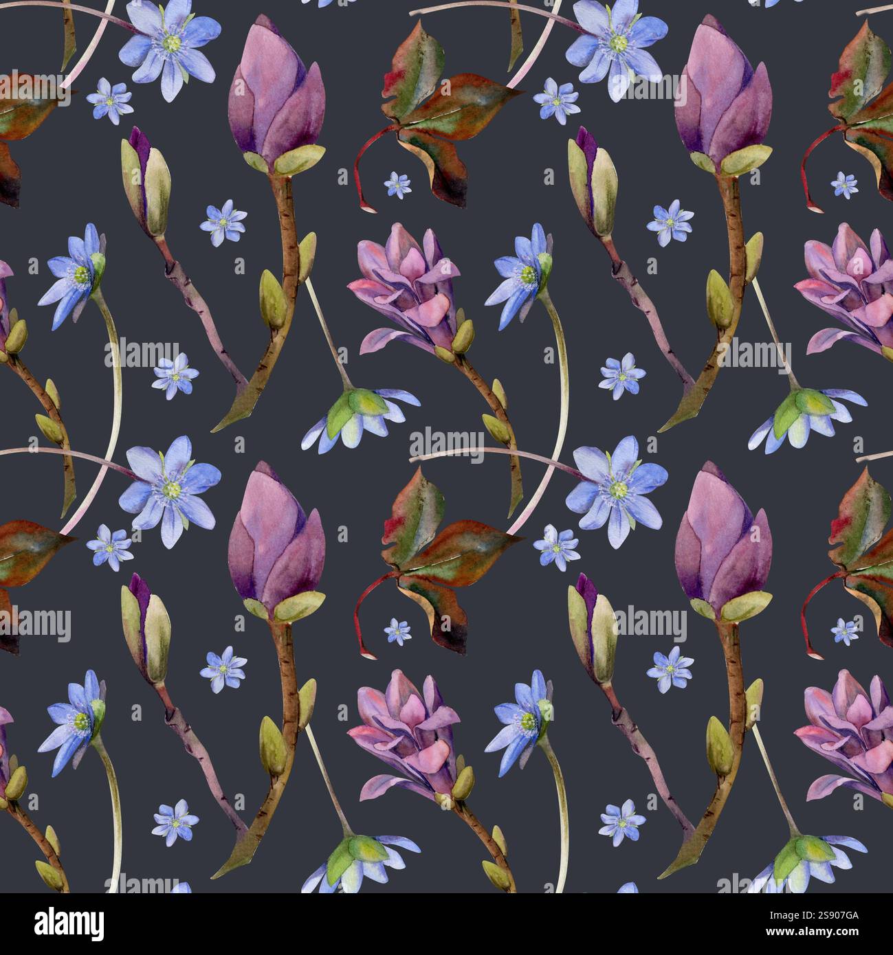 Spring flowers, mauve magnolia camelia tree bud, blue hepatica forget ...