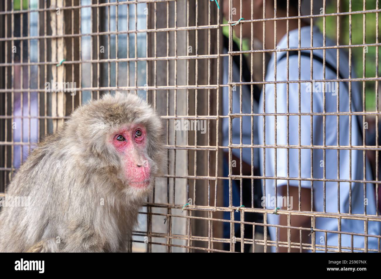 Old Japanese macaque or snow monkey waiting for the tourists to feed ...