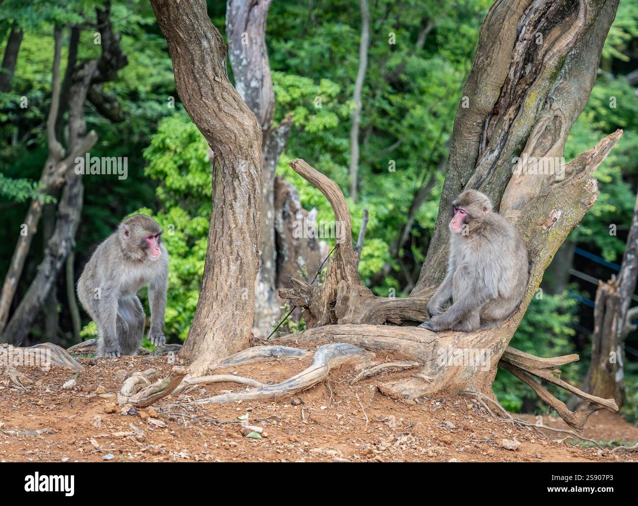 Two female wild Japanese Macaque or snow monkeys in Arashiyama Japan ...