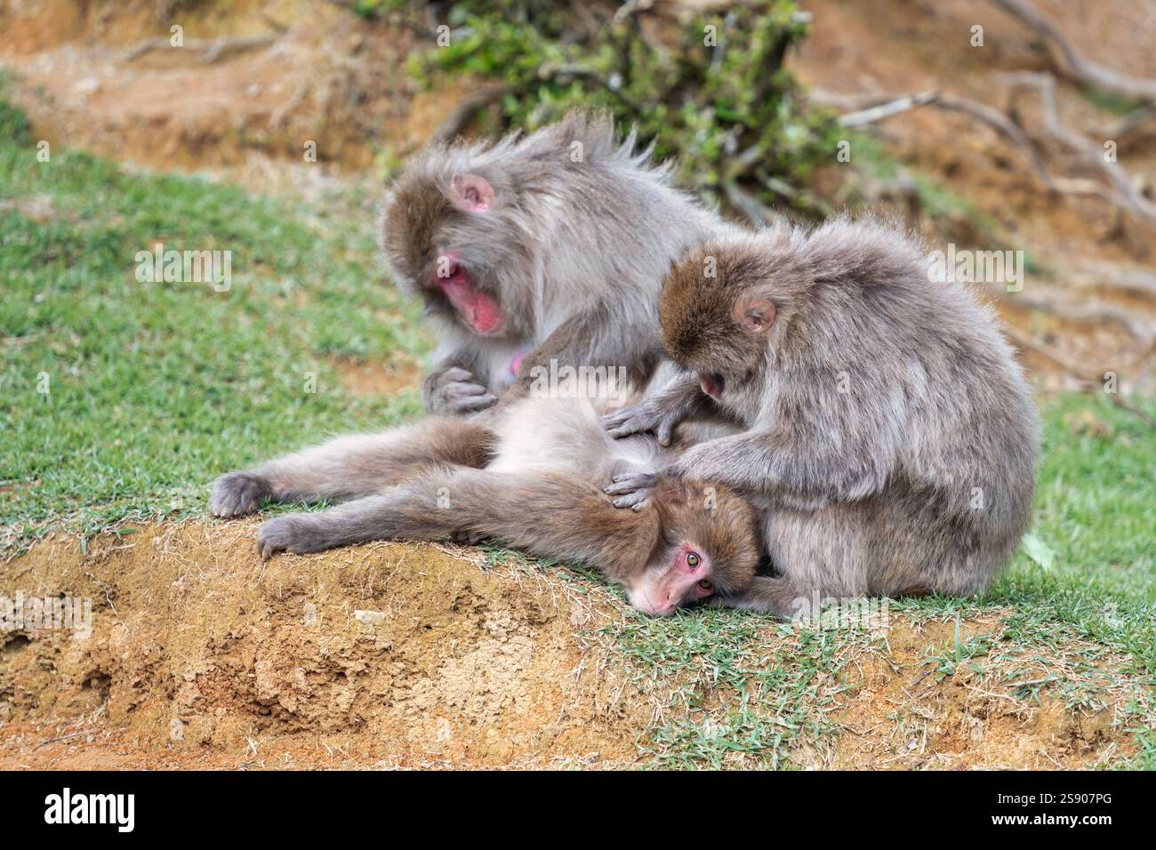 Family of wild Japanese Macaque or snow monkeys in Arashiyama Japan ...