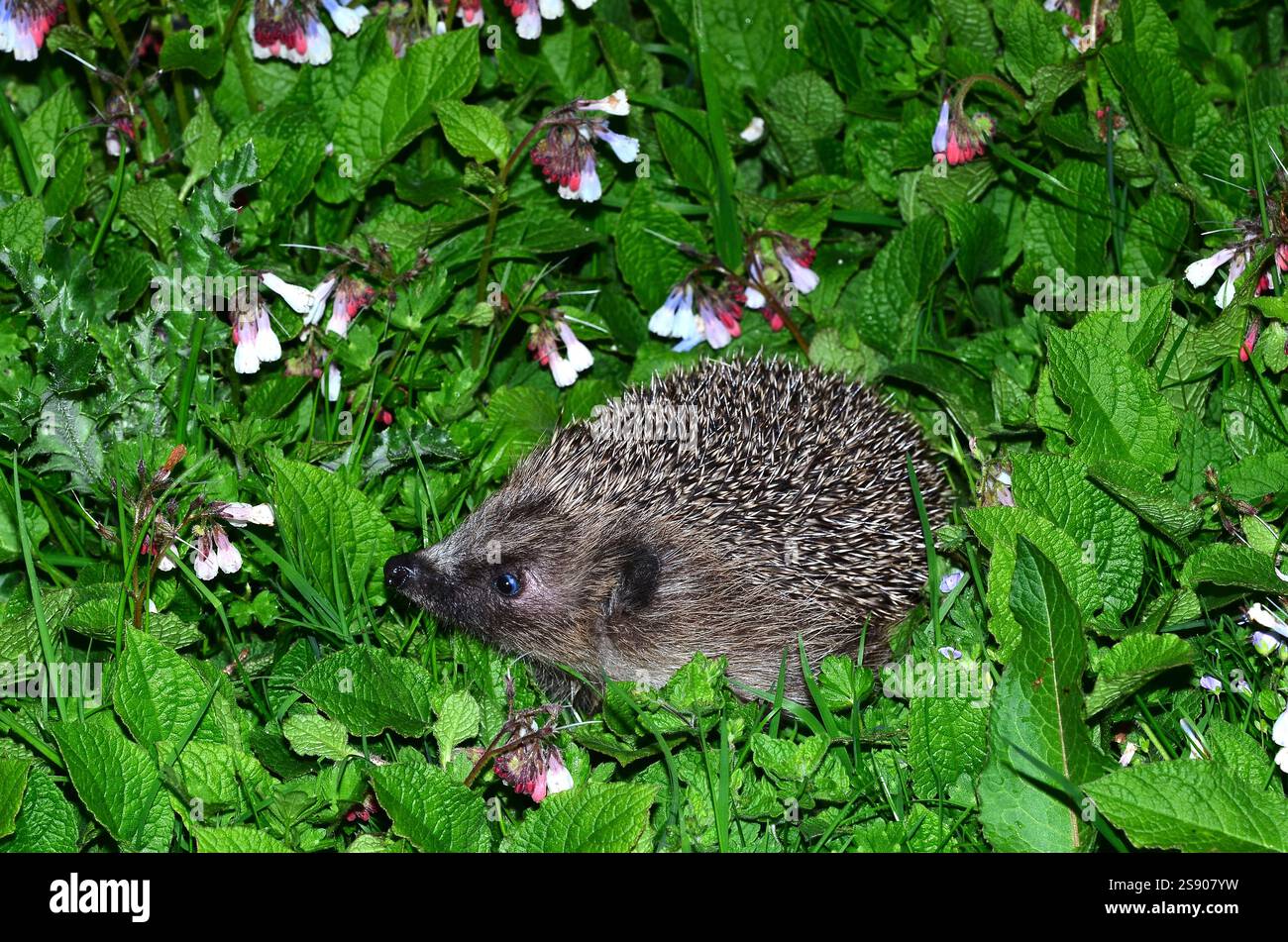 Flash photo of adult hedgehog foraging at night. Dorset, UK Stock Photo ...