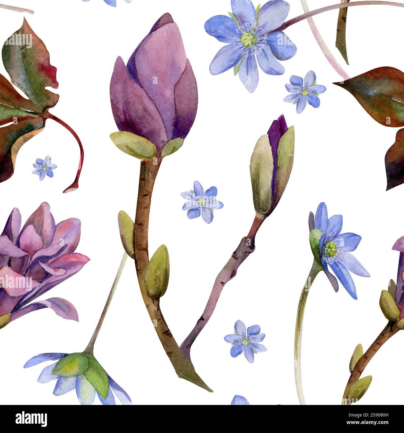 Spring flowers, mauve magnolia camelia tree buds, blue hepatica forget ...