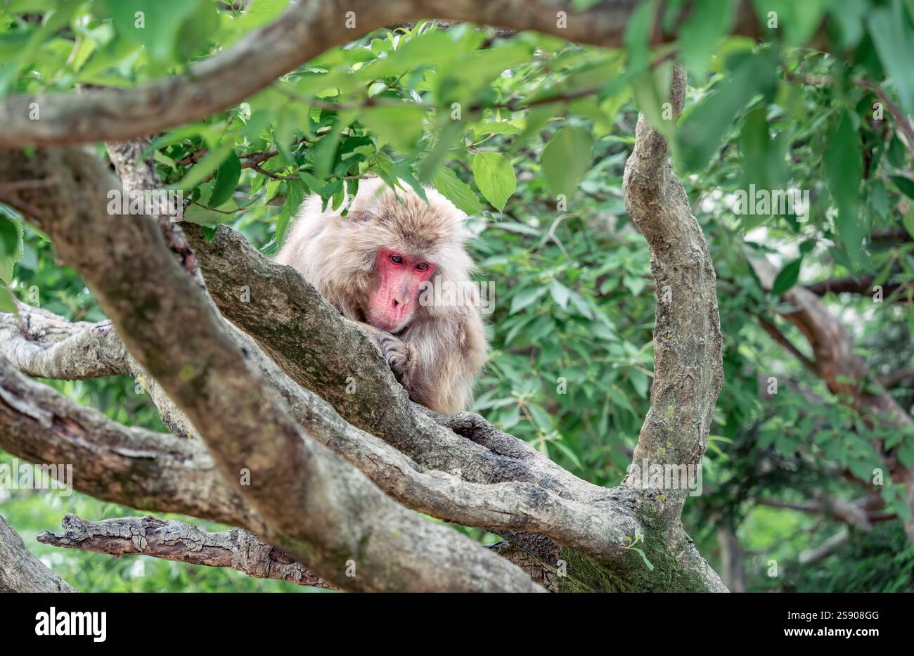 Portrait detail with Japanese macaque or snow monkey in Arashiyama Park, Kyoto. Monkey on a tree ...