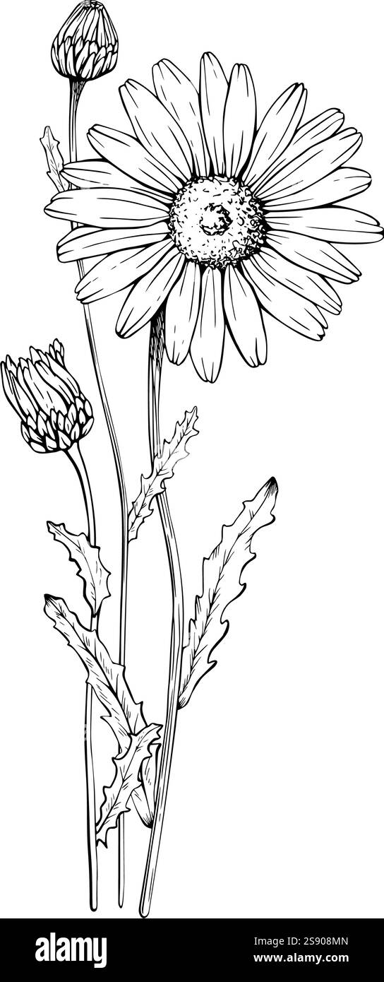 Composition with blooming wildflower daisy. Hand drawn vector ...