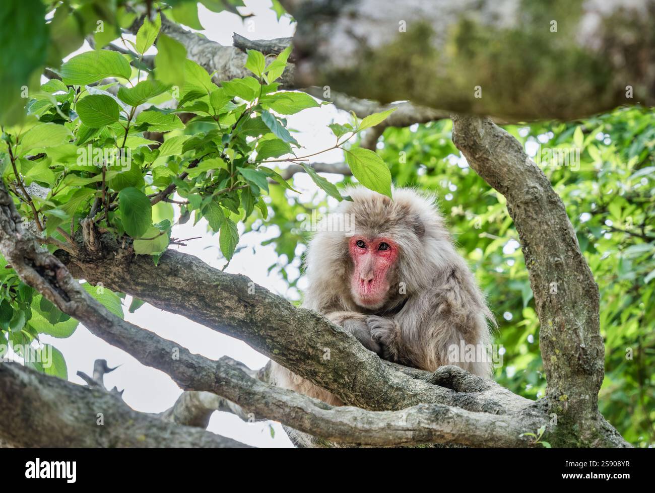 Portrait detail with Japanese macaque or snow monkey in Arashiyama Park, Kyoto. Monkey on a tree ...