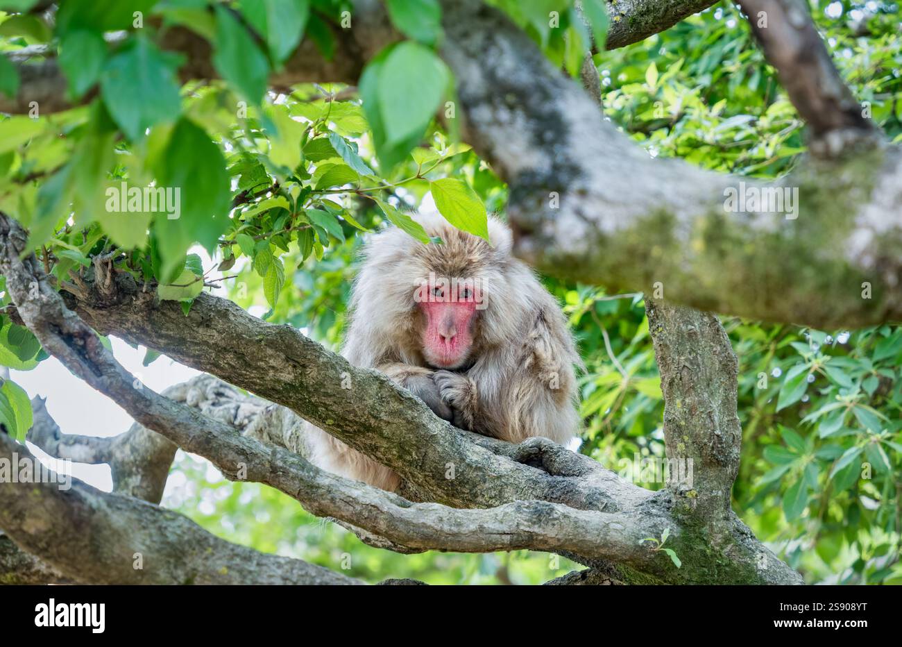Portrait detail with Japanese macaque or snow monkey in Arashiyama Park ...