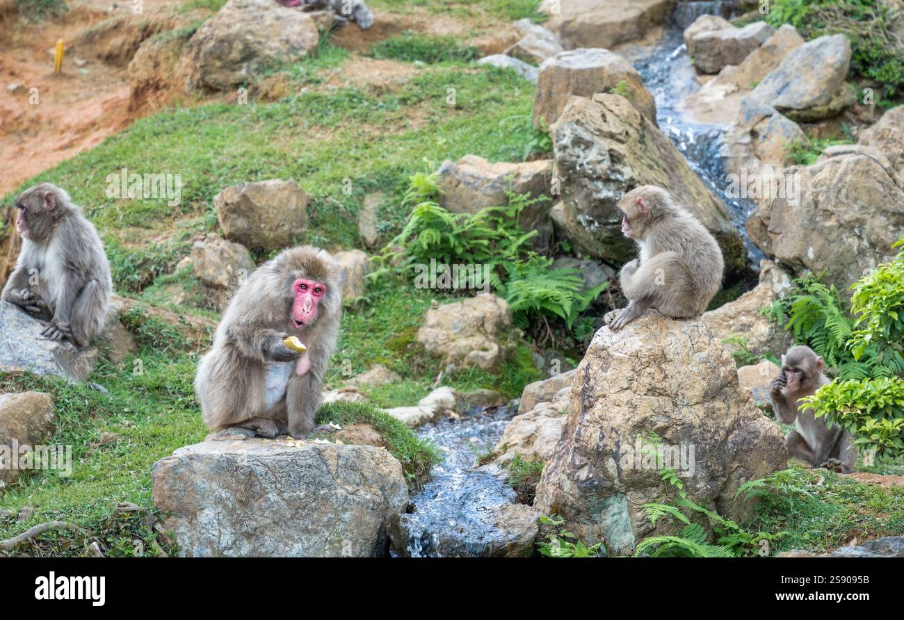 Free wild Japanese macaque or snow monkeys in Arashiyama Park, Kyoto ...
