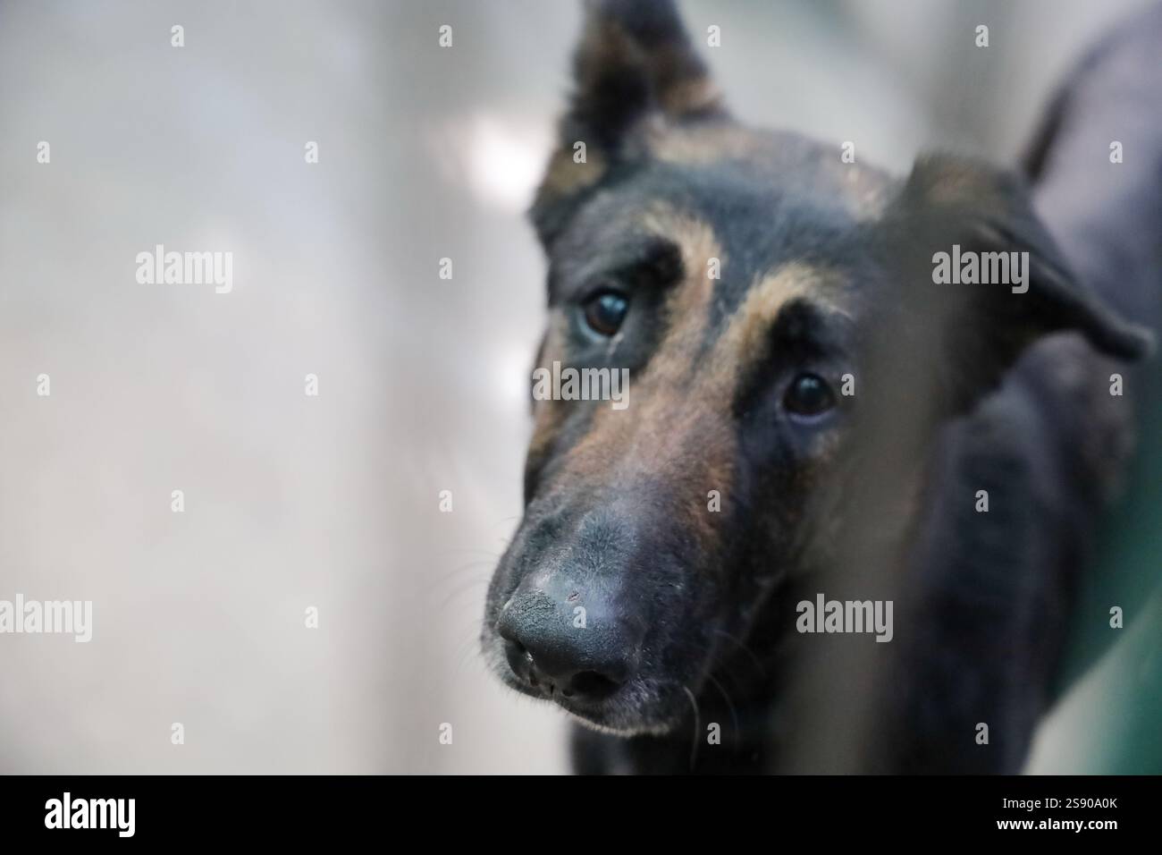 January 22, 2025, Pasadena, California, USA: The Pasadena Humane ...