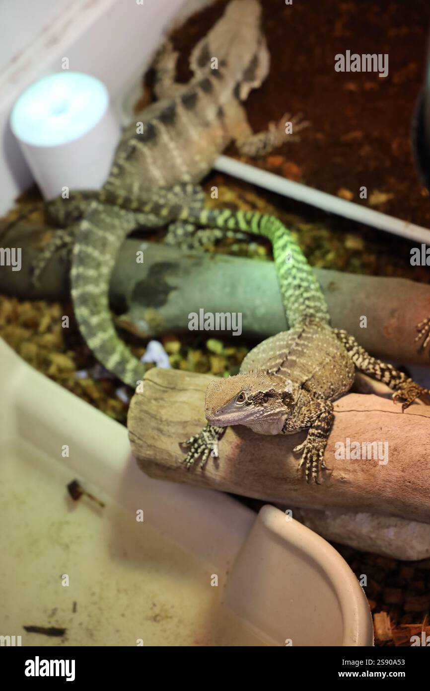 January 22, 2025, Pasadena, California, USA: The Pasadena Humane ...