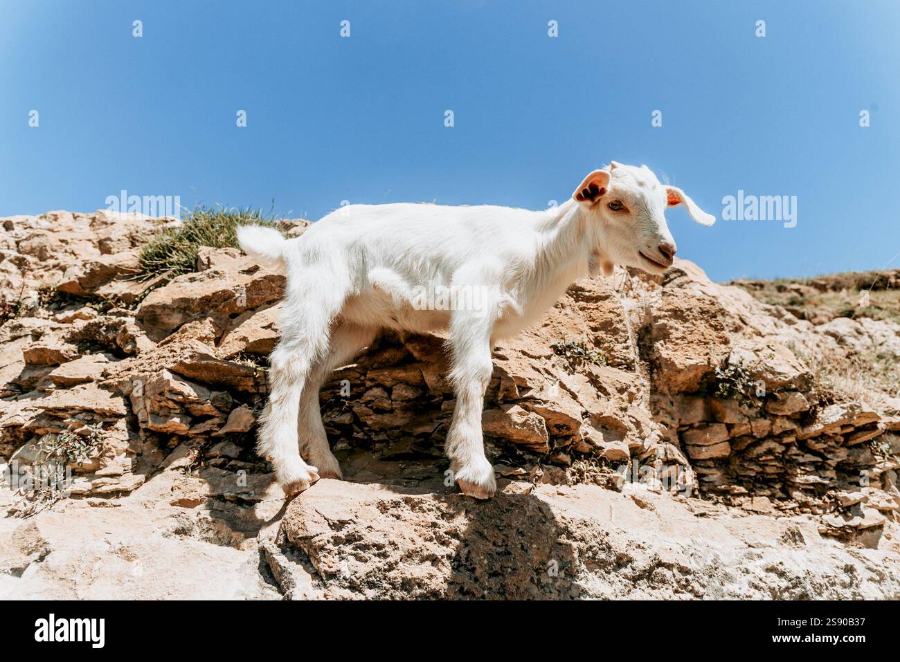 Mountain goat cubs grazing outside cute farm animals Stock Photo - Alamy