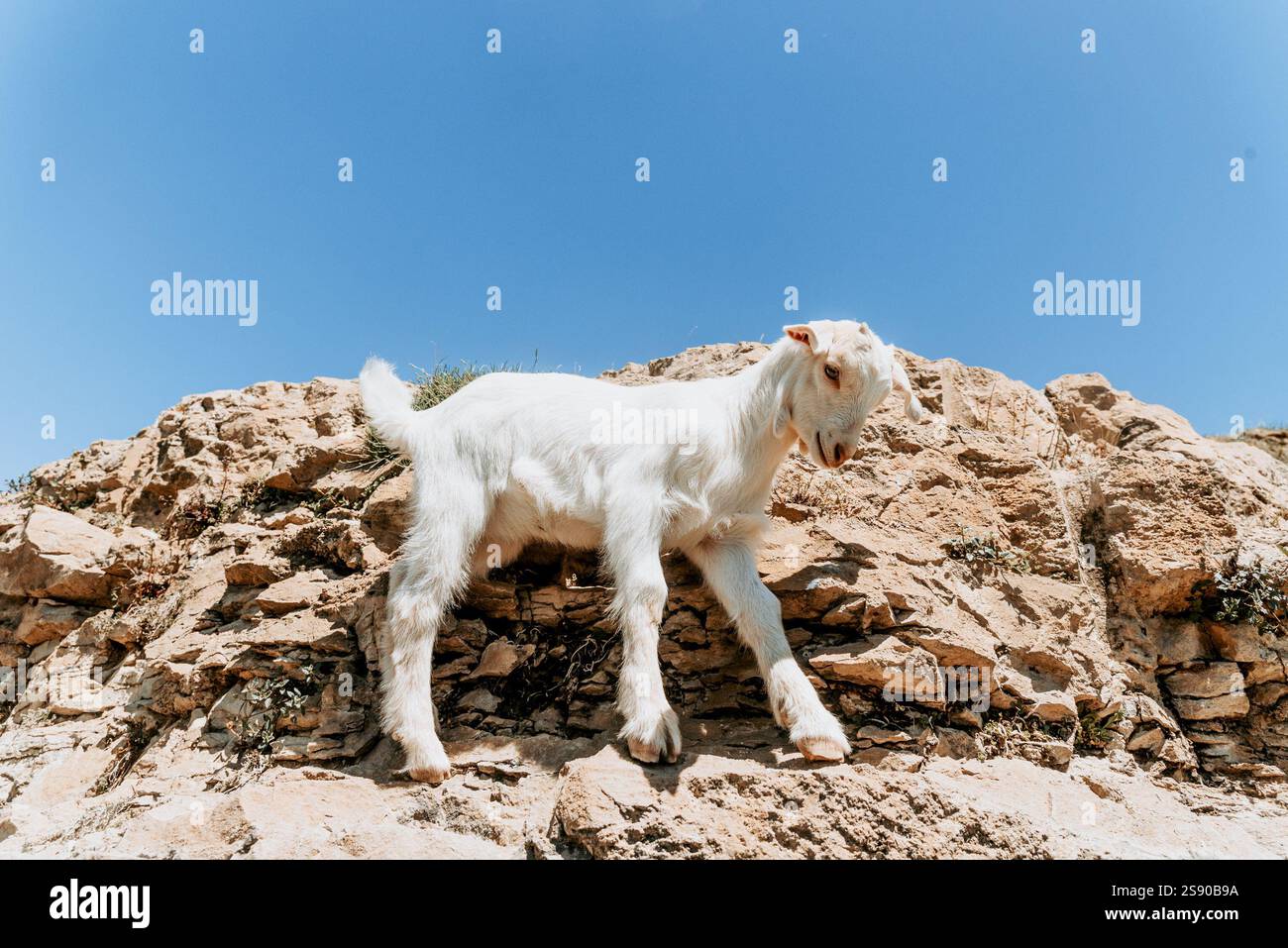 Mountain goat cubs grazing outside cute farm animals Stock Photo - Alamy