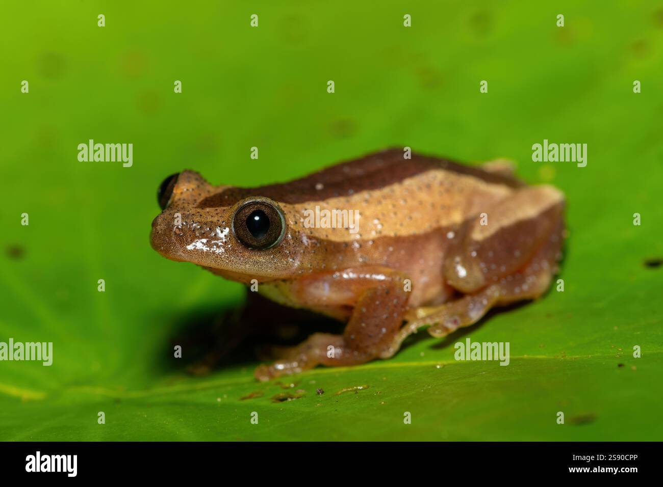 A beautiful greater leaf-folding frog (Afrixalus fornasini), also known ...