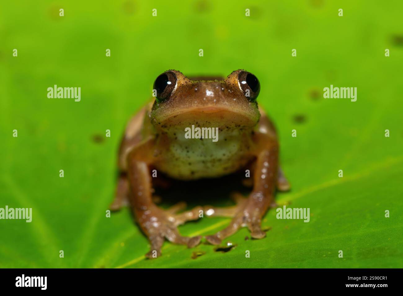 A beautiful greater leaf-folding frog (Afrixalus fornasini), also known ...