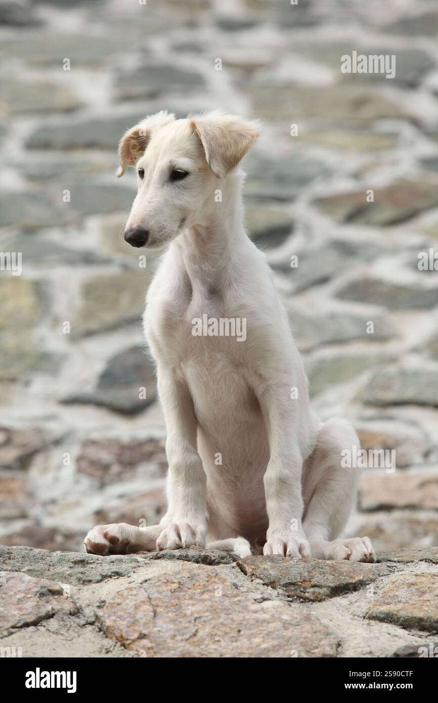 Nice puppy of Borzoi sitting on rocks in summer Stock Photo - Alamy