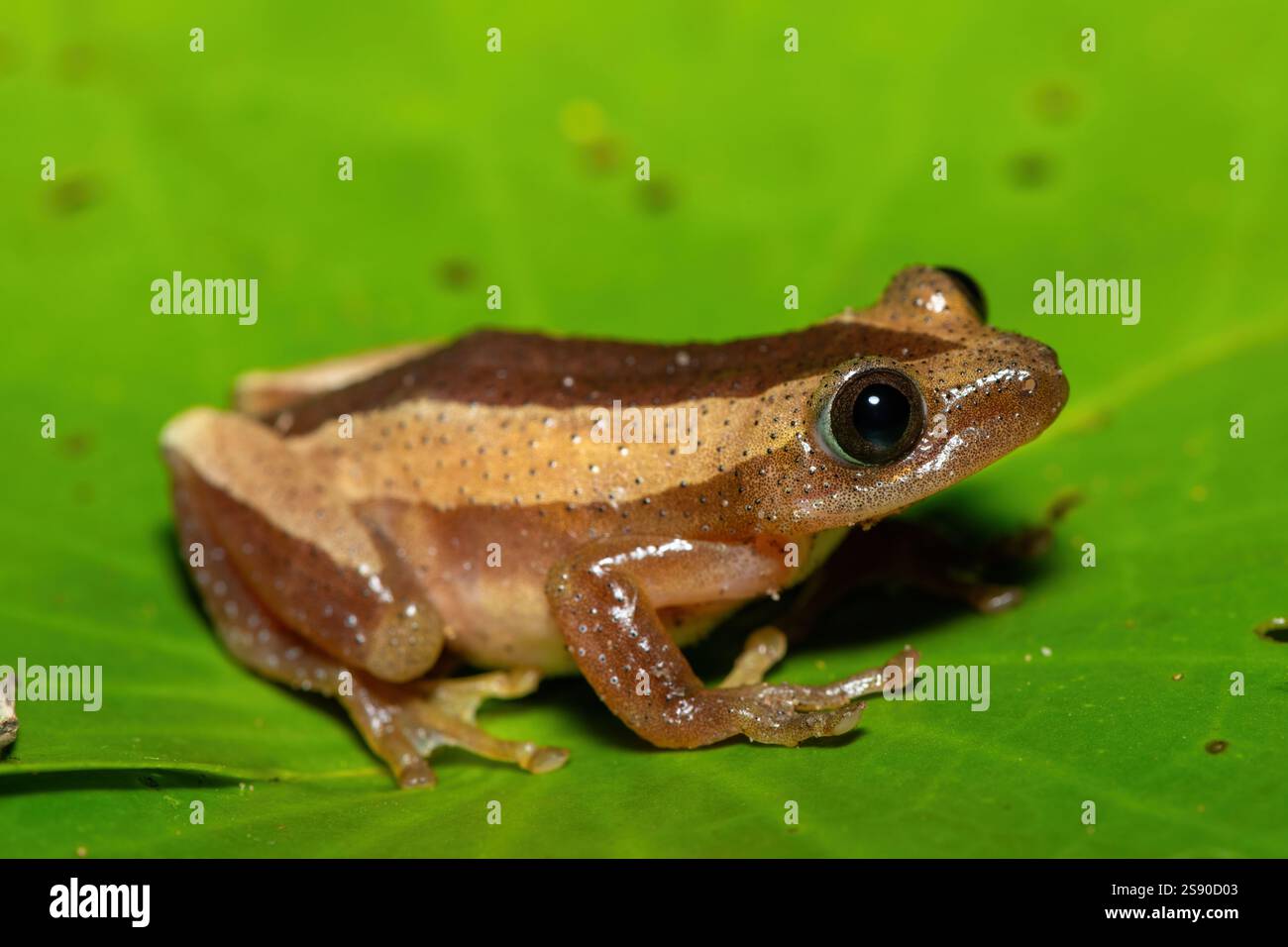 A beautiful greater leaf-folding frog (Afrixalus fornasini), also known ...