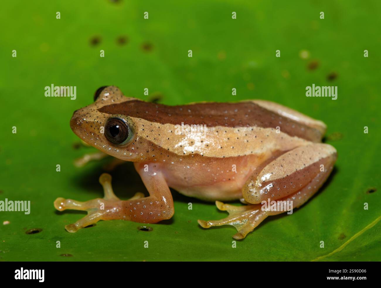 A beautiful greater leaf-folding frog (Afrixalus fornasini), also known ...