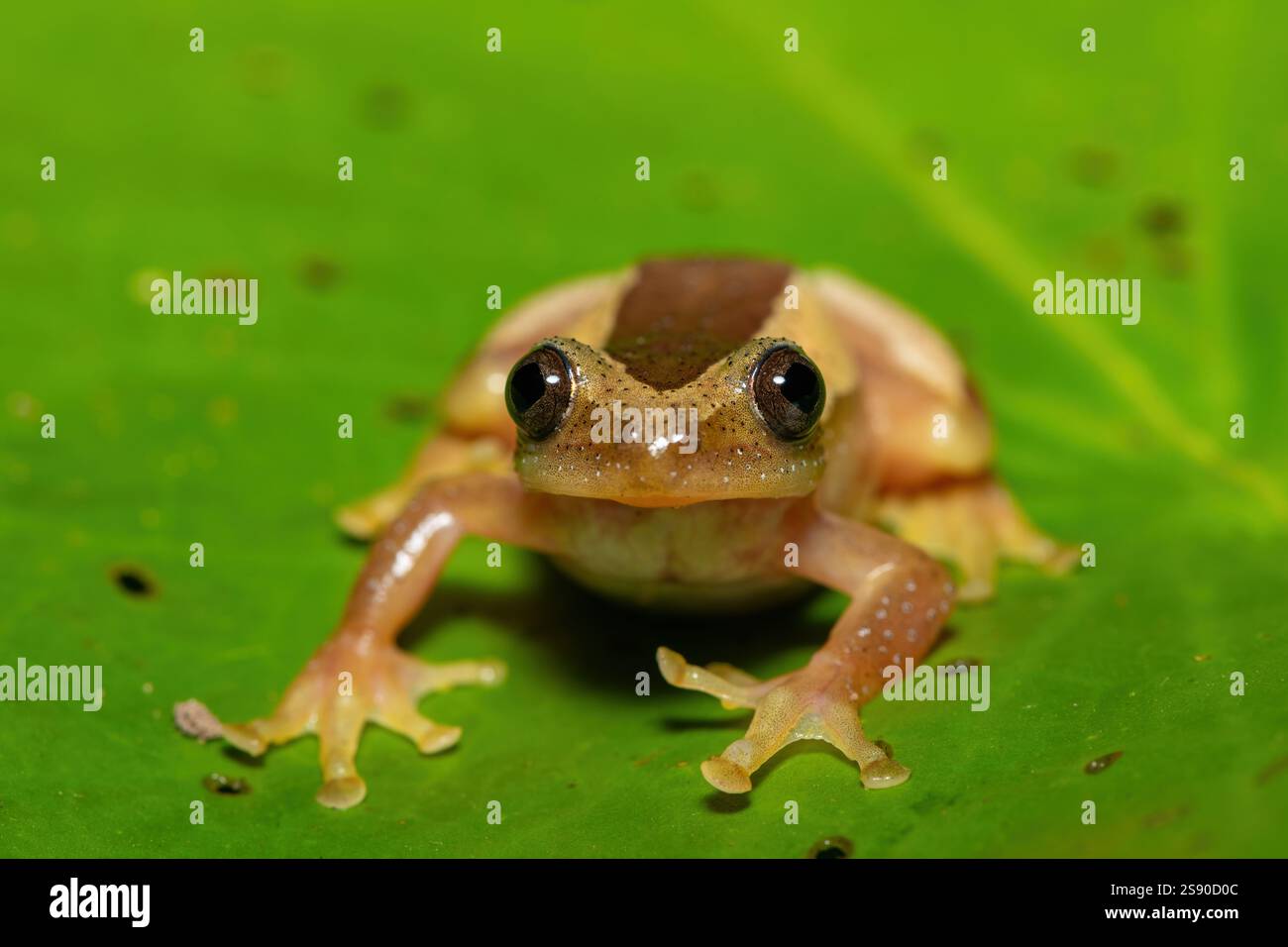 A beautiful greater leaf-folding frog (Afrixalus fornasini), also known ...