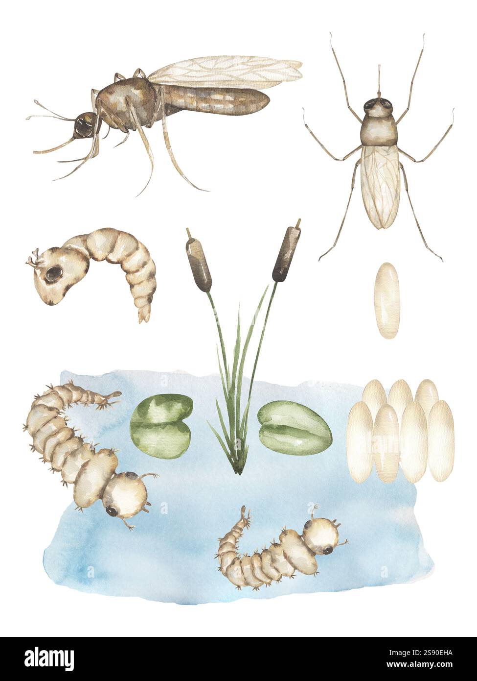 watercolor hand drawn mosquito life cycle illustration poster, children ...