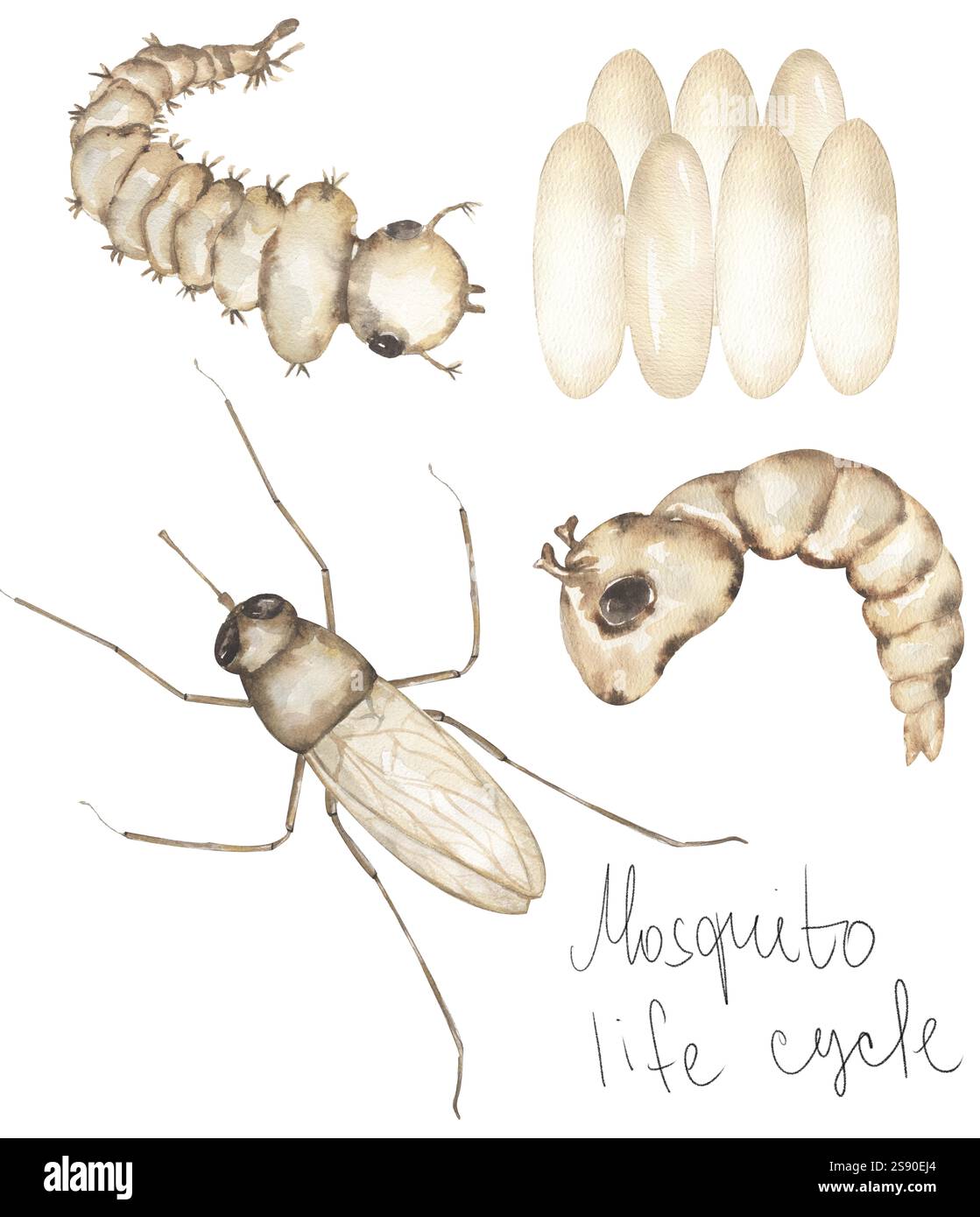 watercolor hand drawn mosquito life cycle illustration poster, children ...