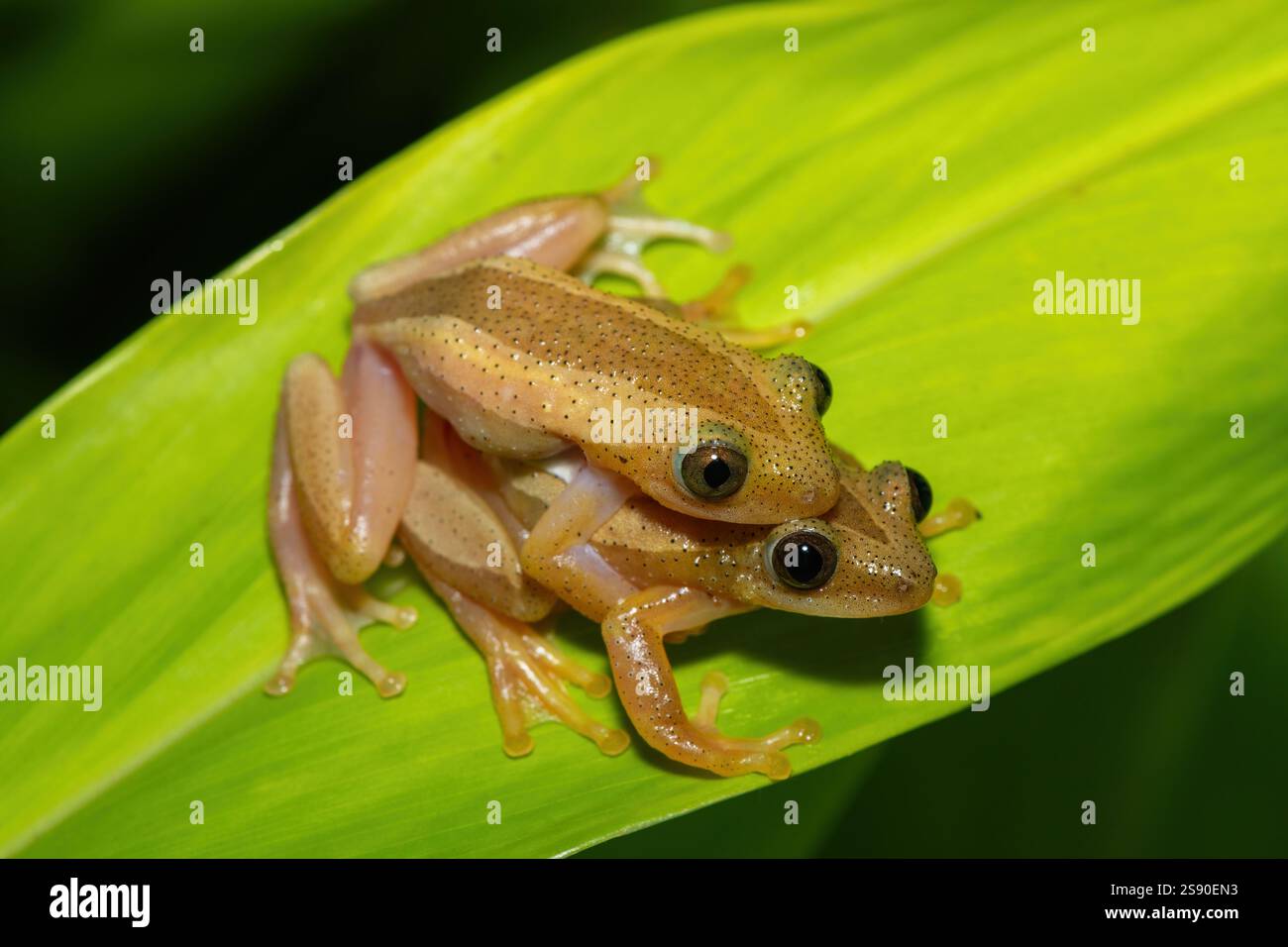Greater leaf-folding frogs (Afrixalus fornasini), also known as ...
