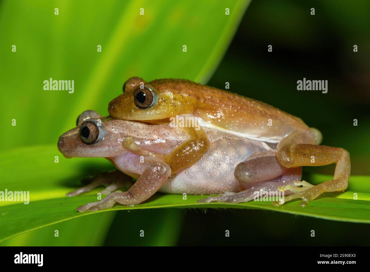 Greater leaf-folding frogs (Afrixalus fornasini), also known as ...