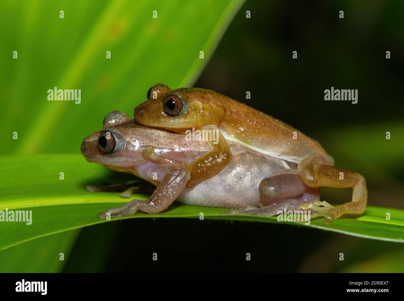 Greater leaf-folding frogs (Afrixalus fornasini), also known as ...