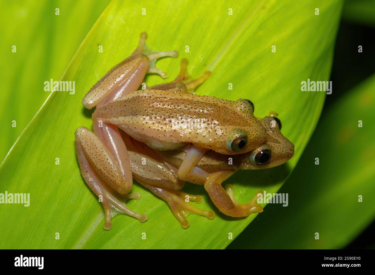 Greater leaf-folding frogs (Afrixalus fornasini), also known as Fornasini's spiny reed frog, or ...