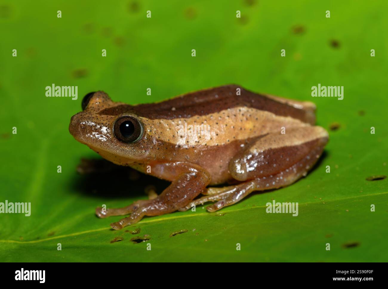 A beautiful greater leaf-folding frog (Afrixalus fornasini), also known ...