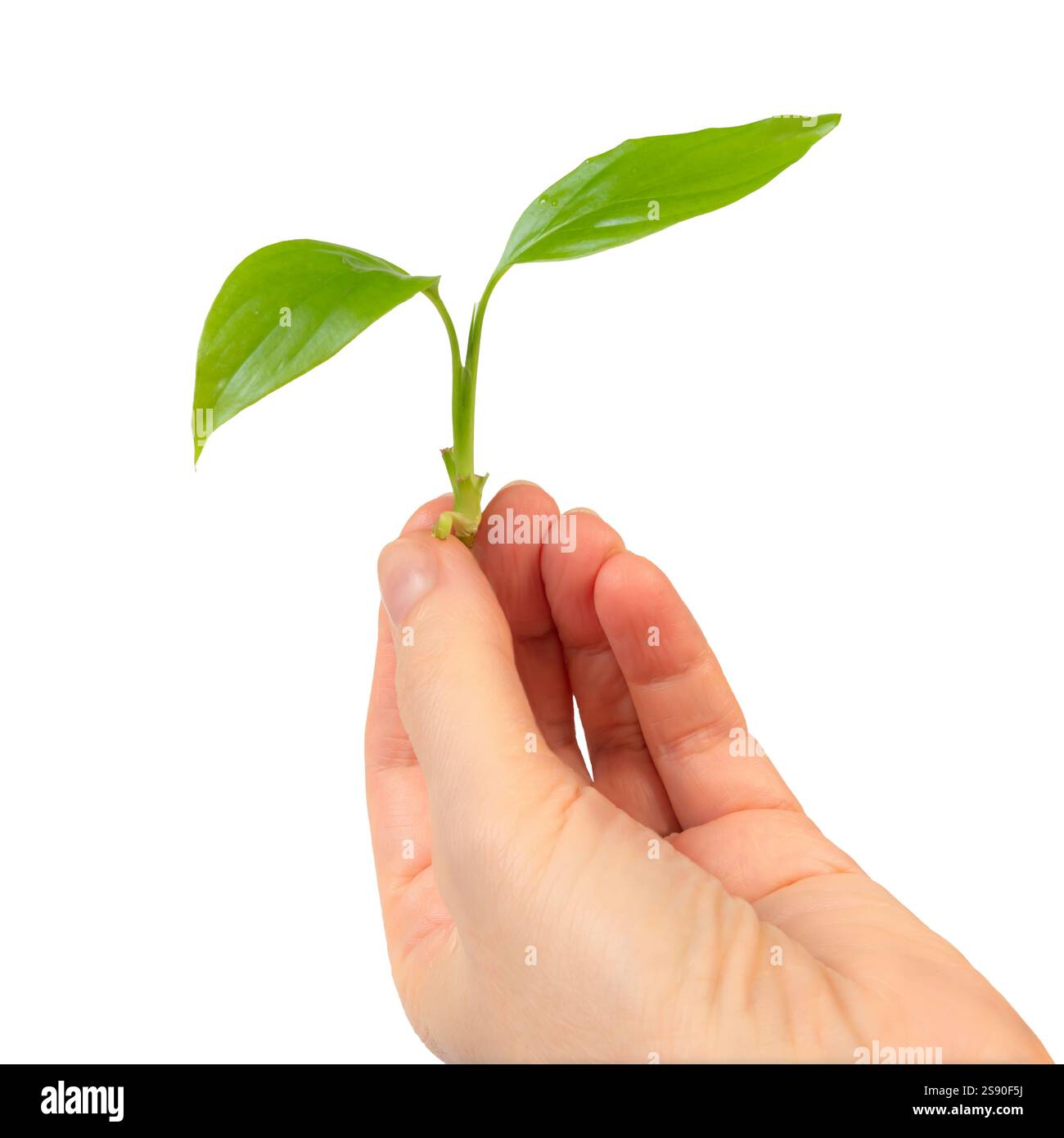 A hand supports a tender green plant, illustrating the concept of ...